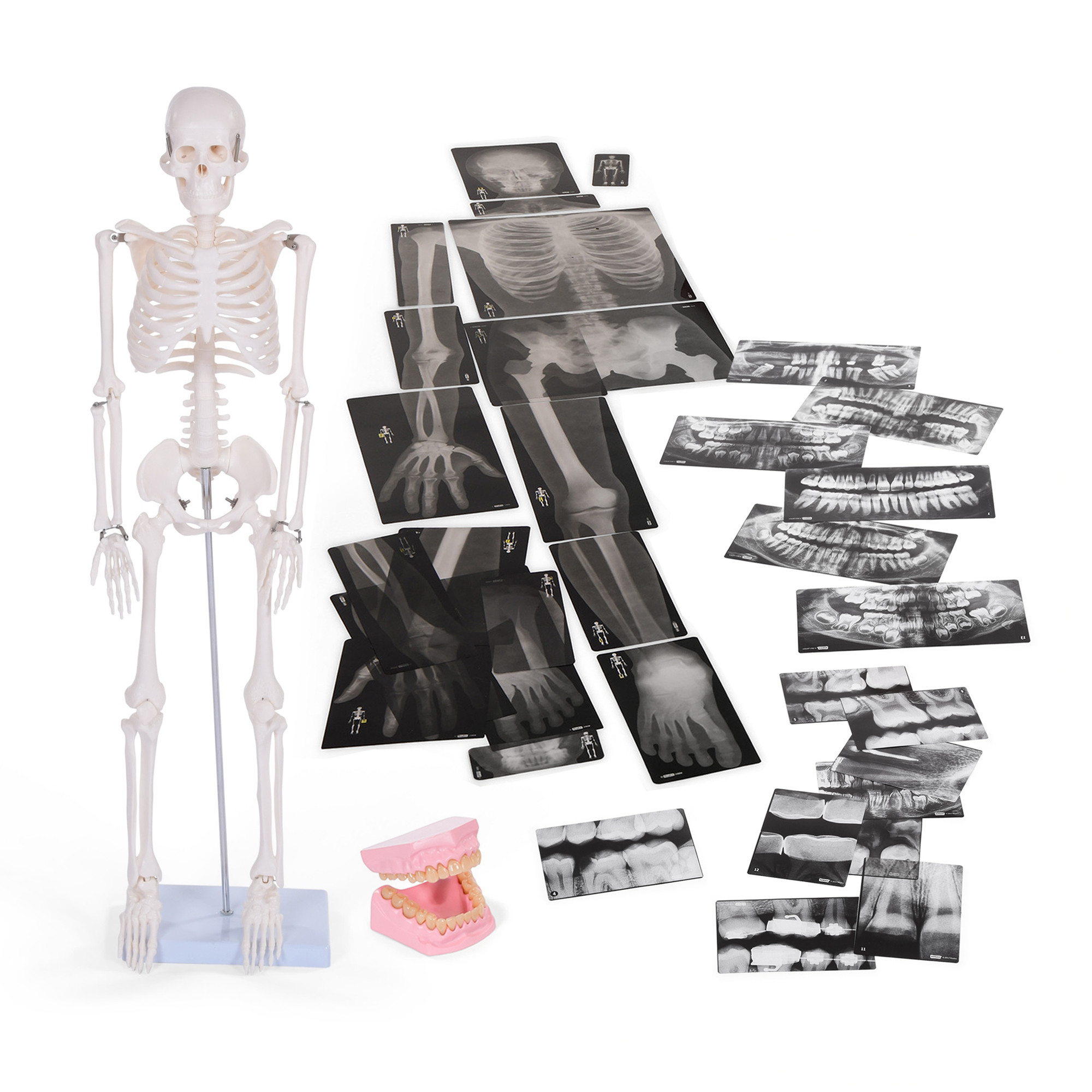 Human Models and X-Rays Collection