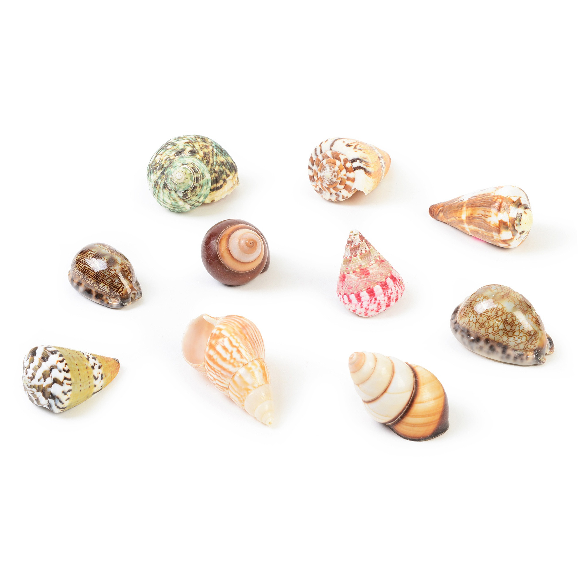 Set of Coloured Shells