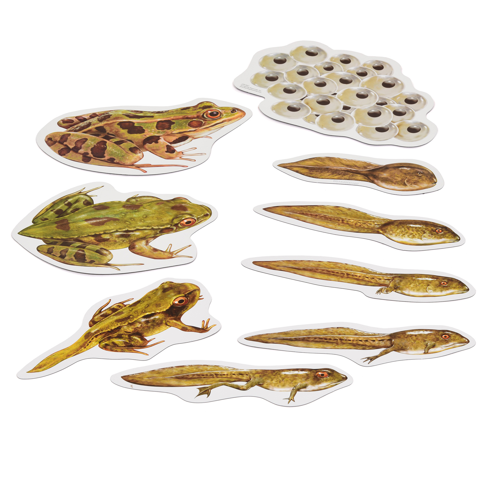 Giant Magnetic Frog Life Cycle