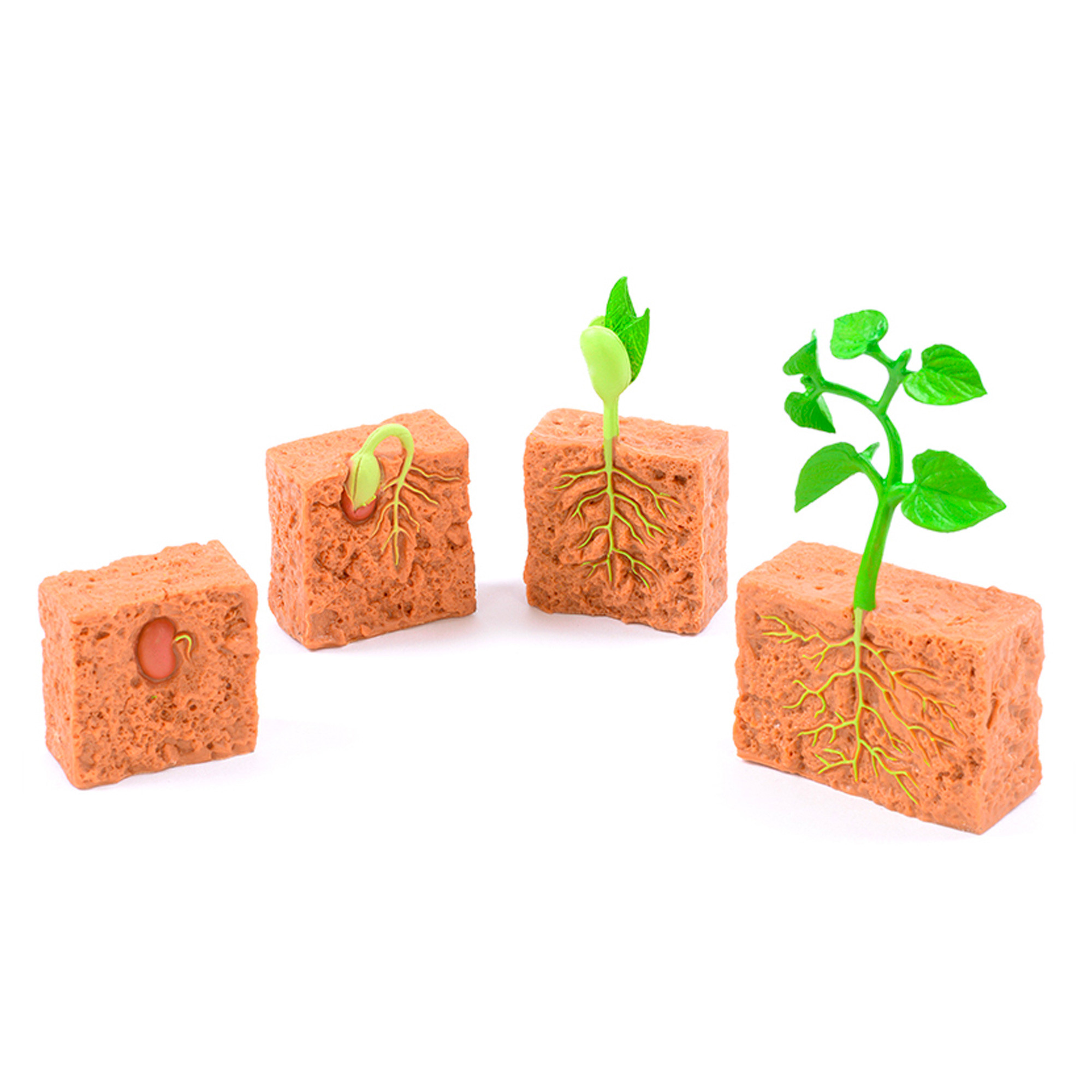 Life Cycle of a Green Bean Plant